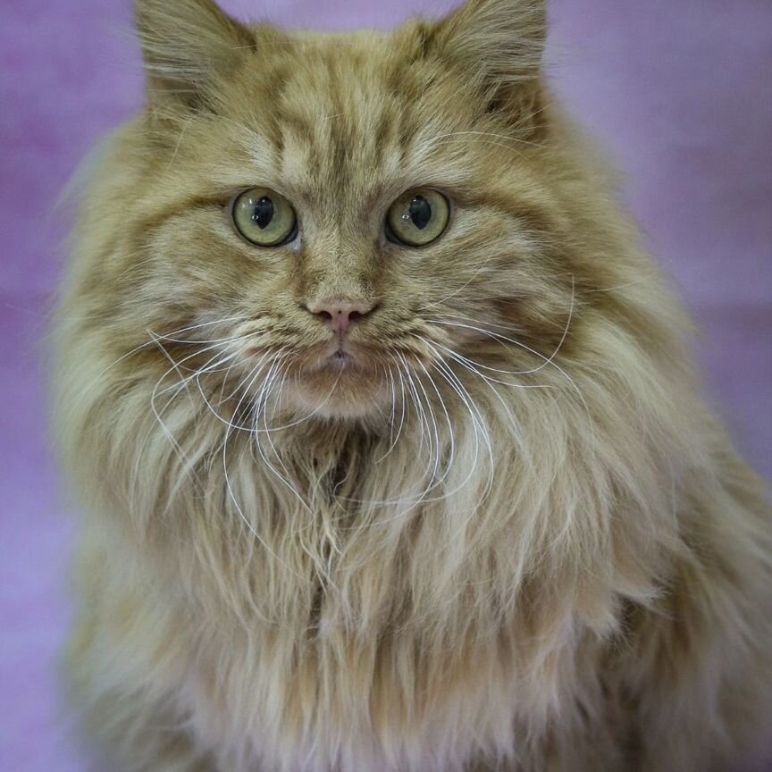 Особенный котик в добрые руки