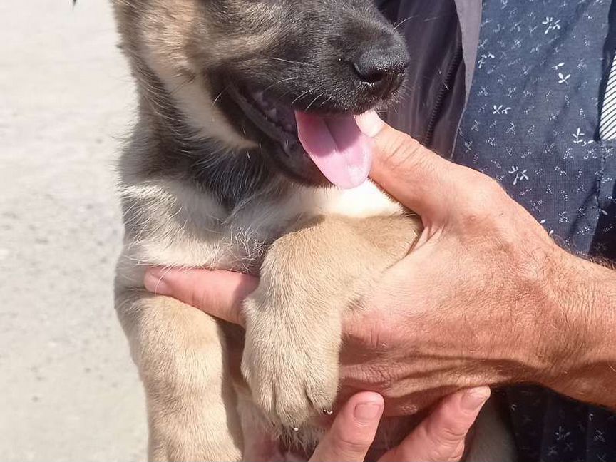 Малыш в добрые руки,1.5 месяца