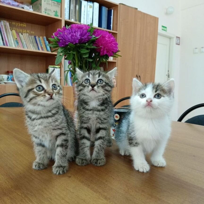 Котята в добрые руки