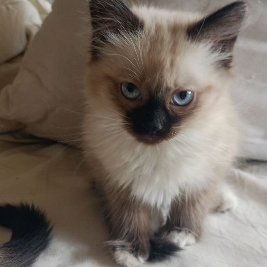 Тайский котёнок
