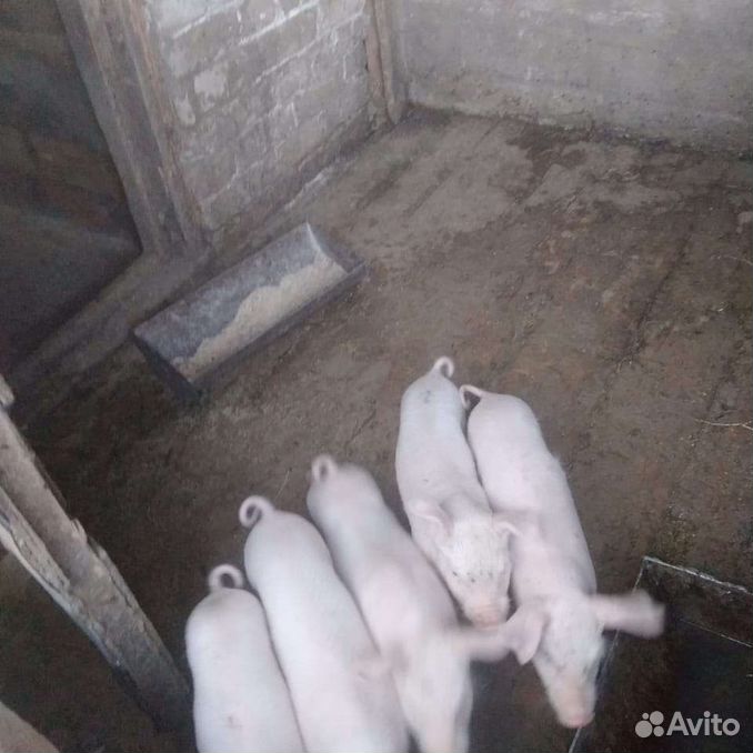 Поросята ландрас