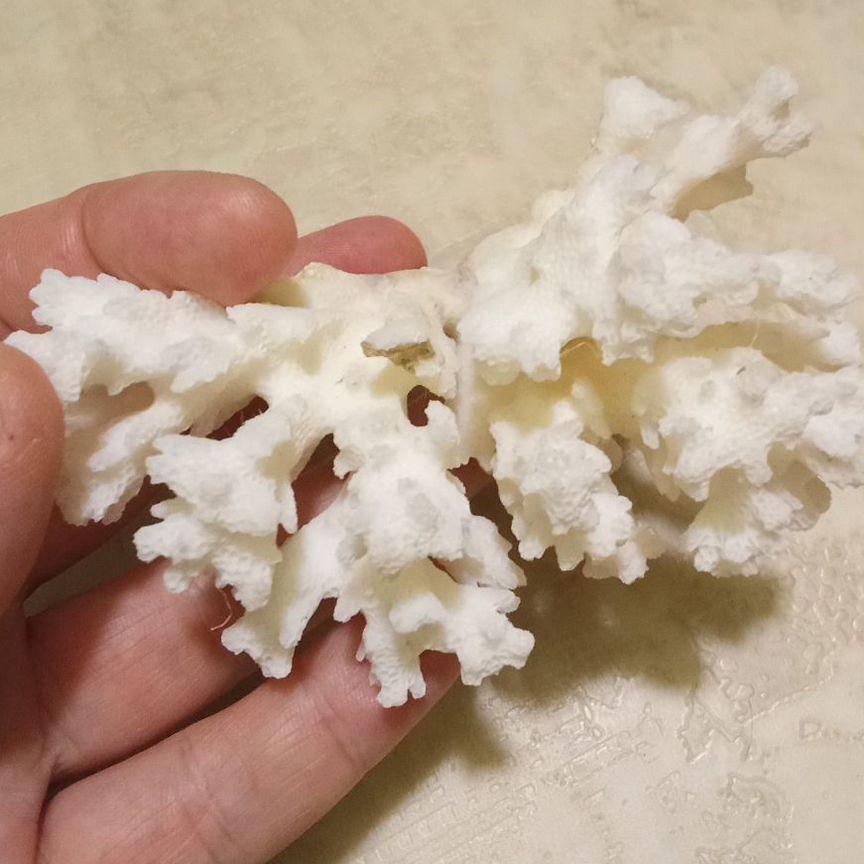 Коралл натуральный