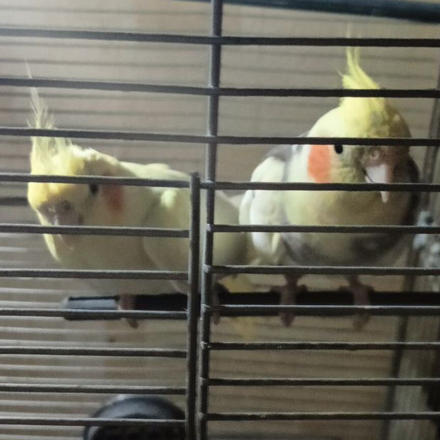 Попугай корелла