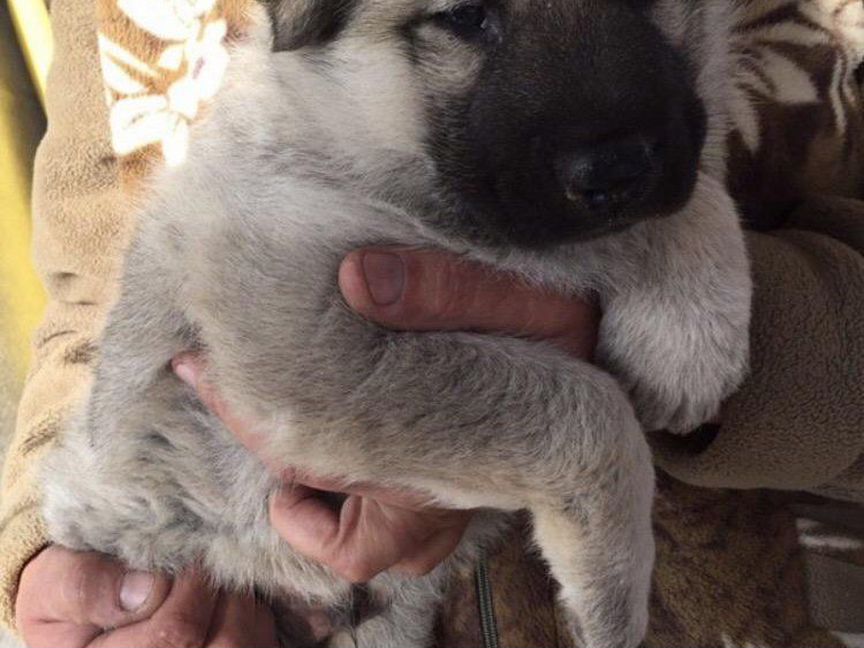 Щенки толстолапых вео-восточно-европейской овчарки