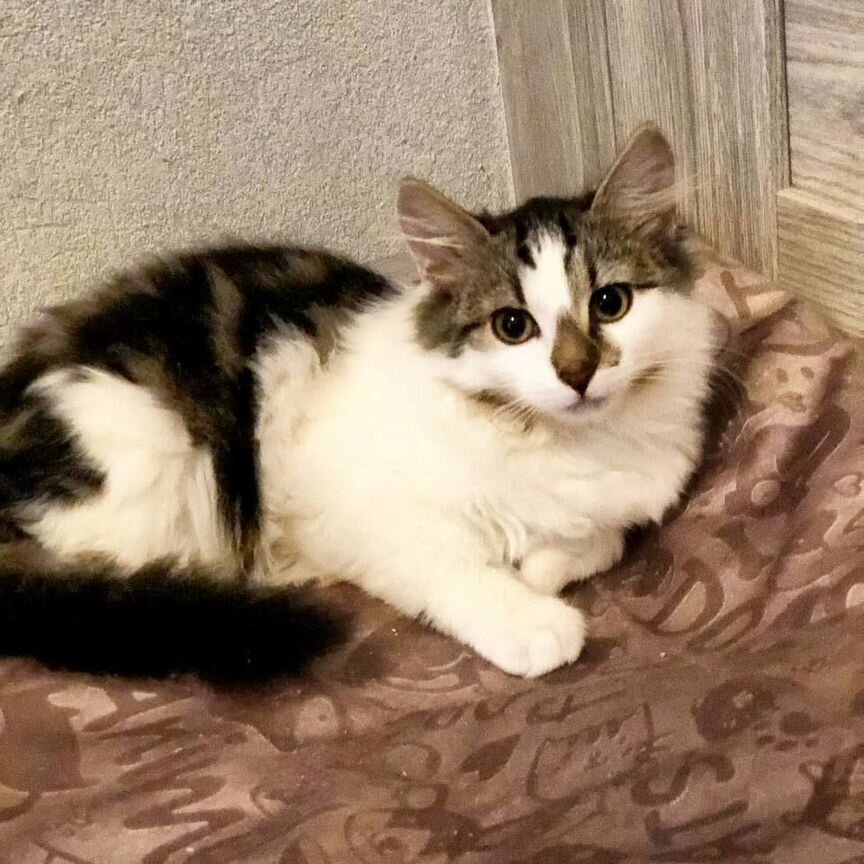 Котёнок Руся