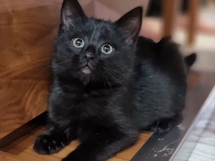 Красивые черные котята от домашней кошки