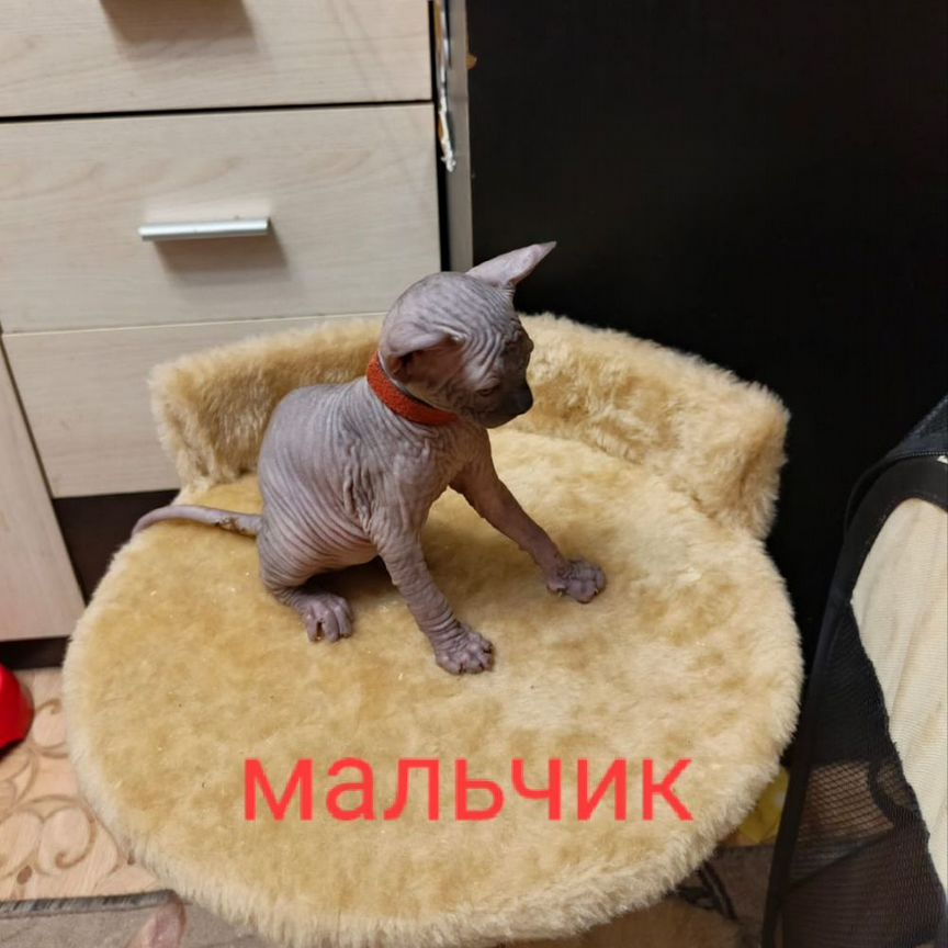 Канадский сфинкс эльф котенок