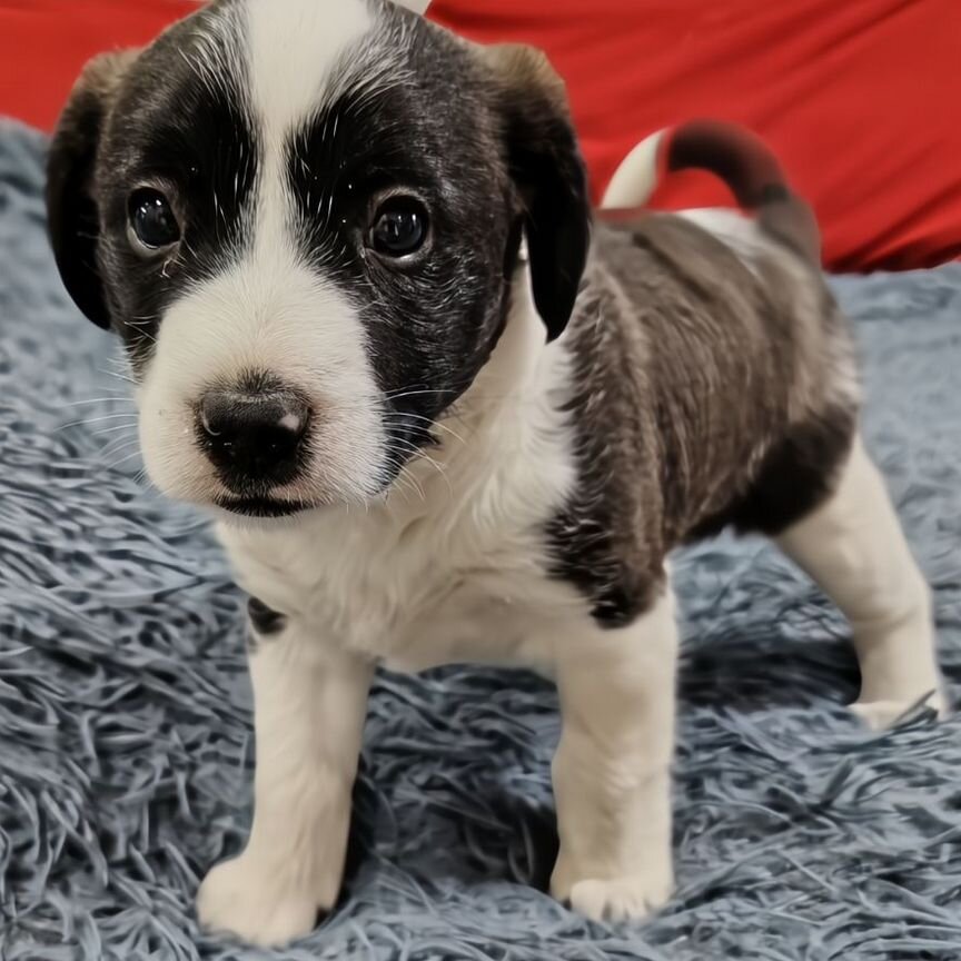 Щенок в добрые руки