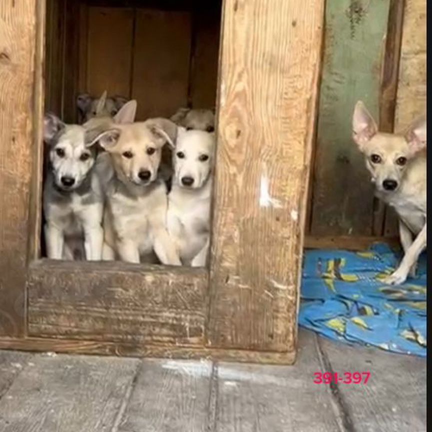 В добрые руки