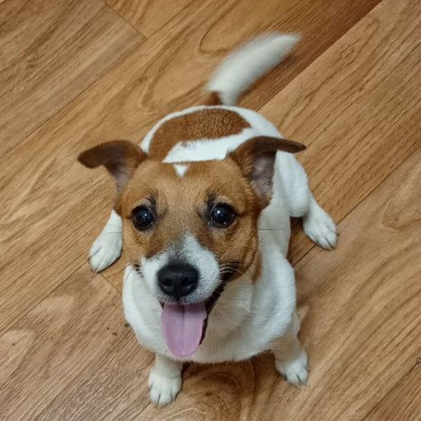 Джек-рассел-терьер, взрослая собака