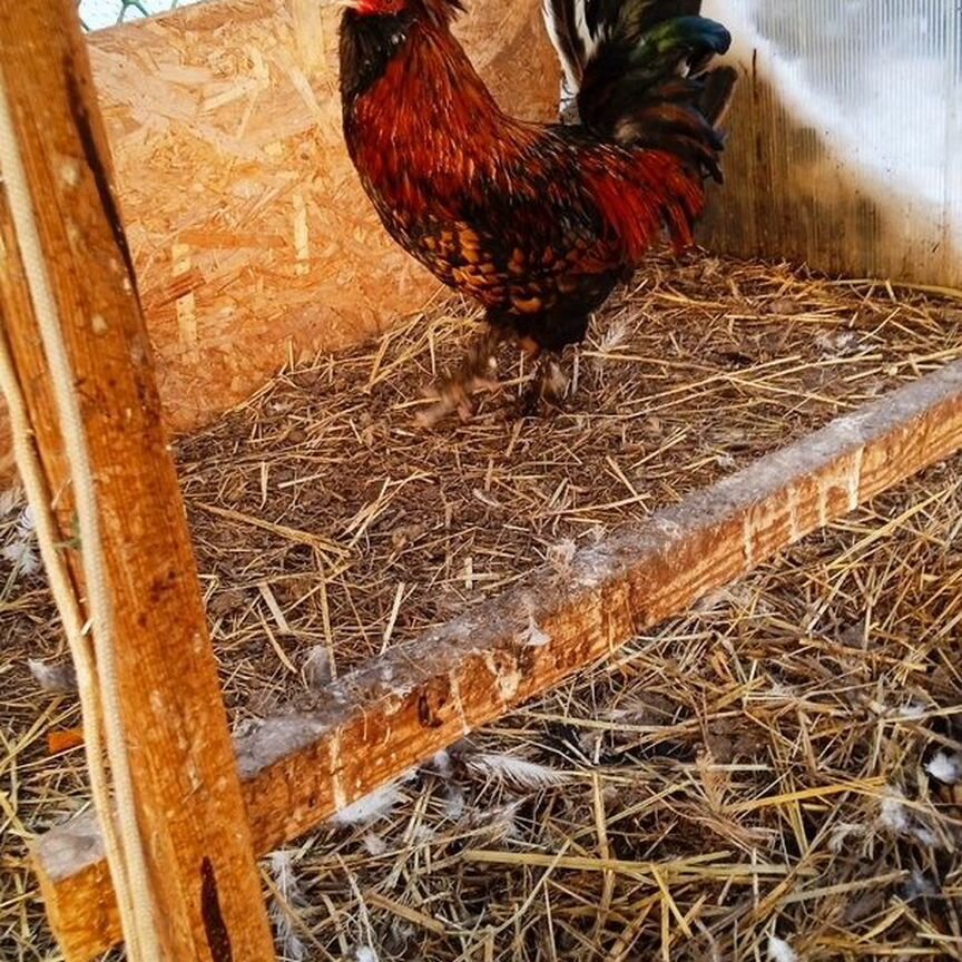 Павловский петушок