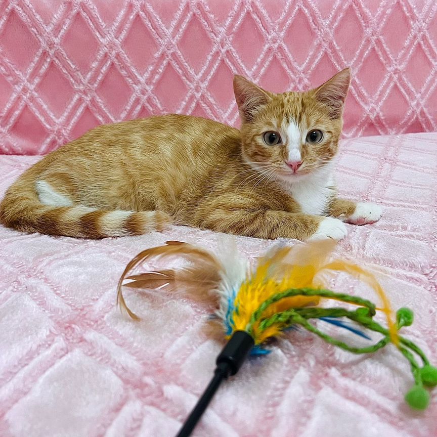 Котенок в добрые руки