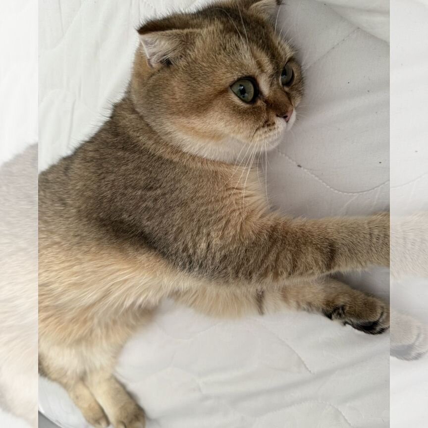 Котята манчкин