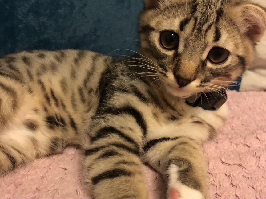 Шотландский котенок девочка