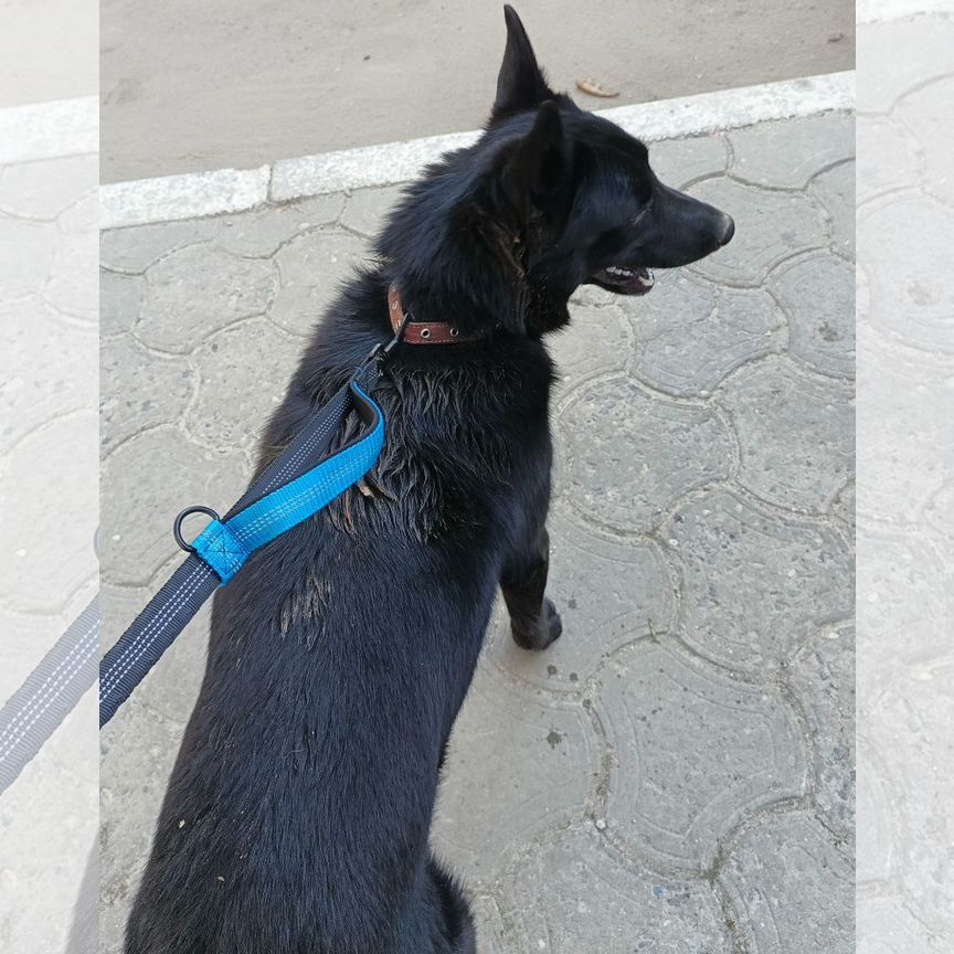 Немецкая овчарка, щенок