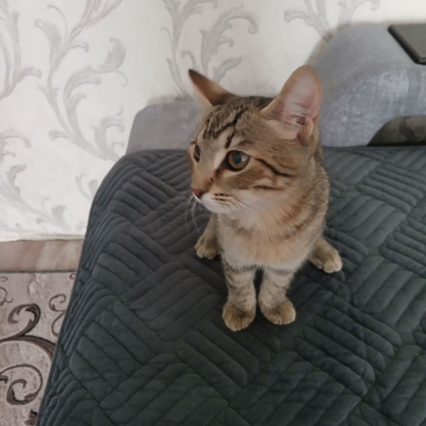 Отдам котёнка за коробку Рафаэлло