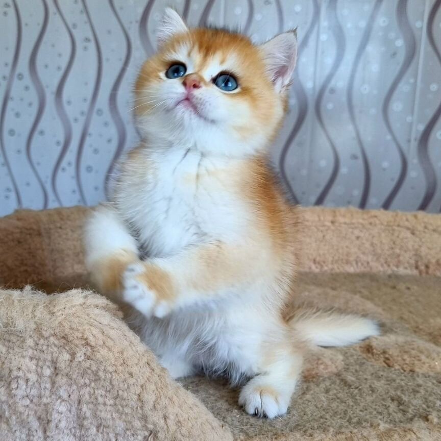 Золотой малыш