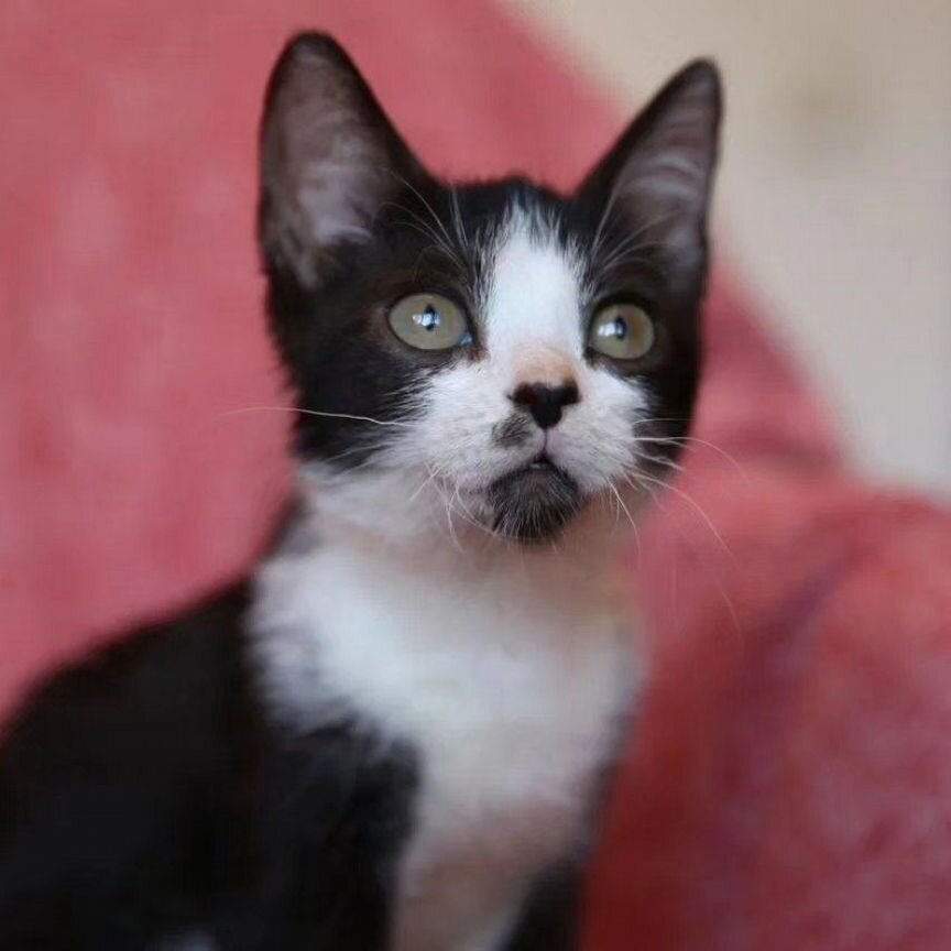 Маленькая Дрим ищет свою семью