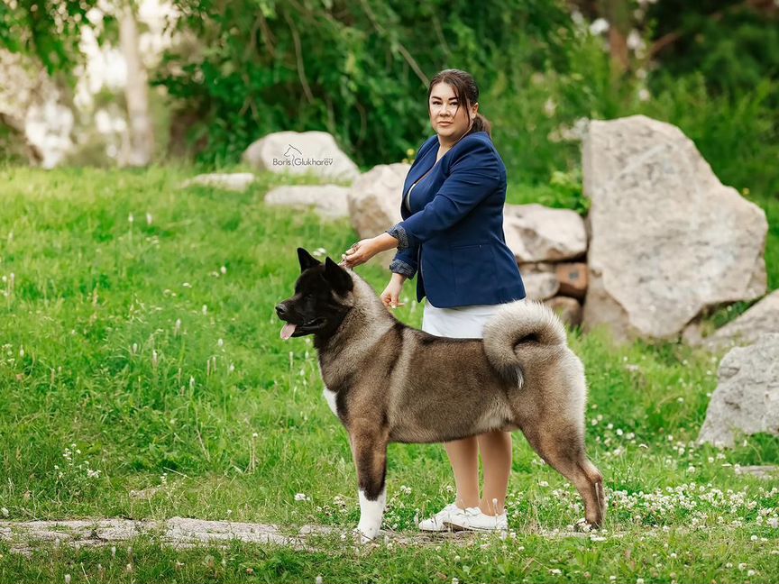 Американская акита вязка