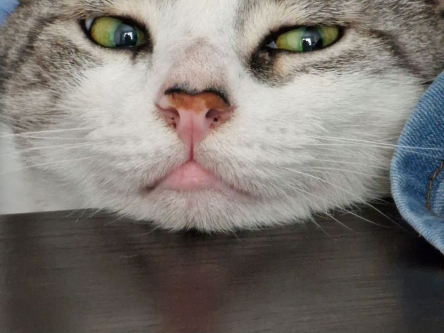 Добрый котик Нян ищет дом