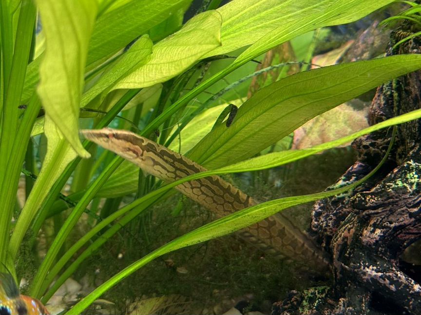 Макрогнатус