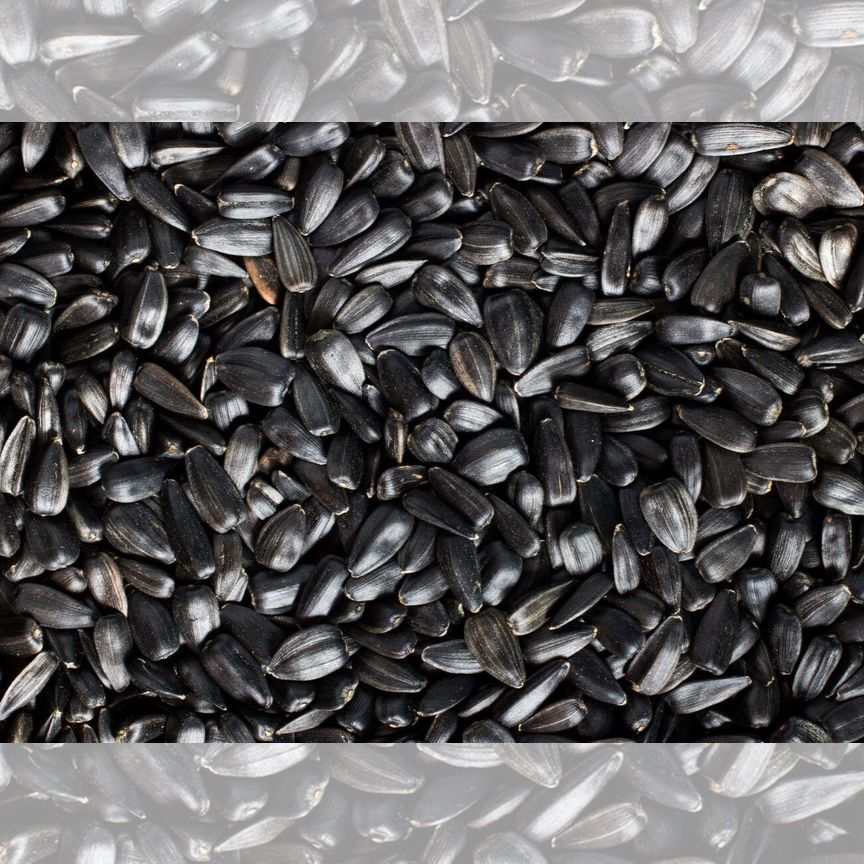Семечка подсолнечника