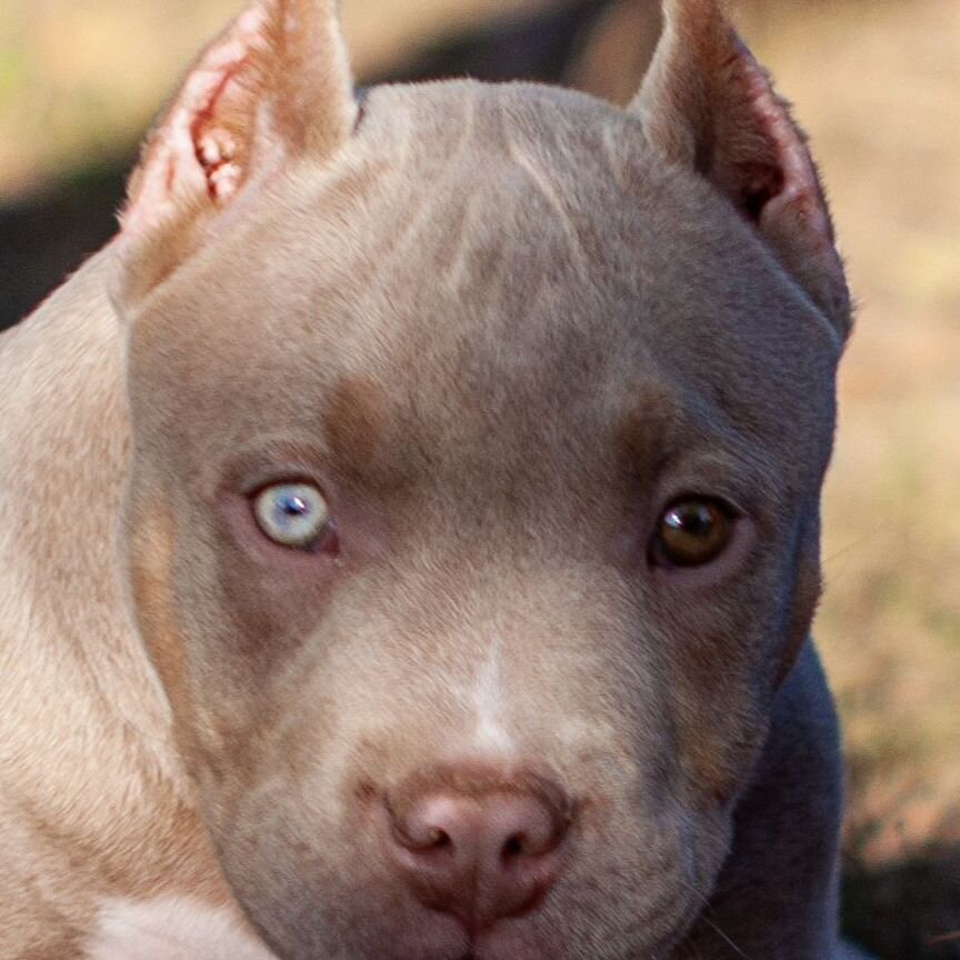 Призрак американский булли