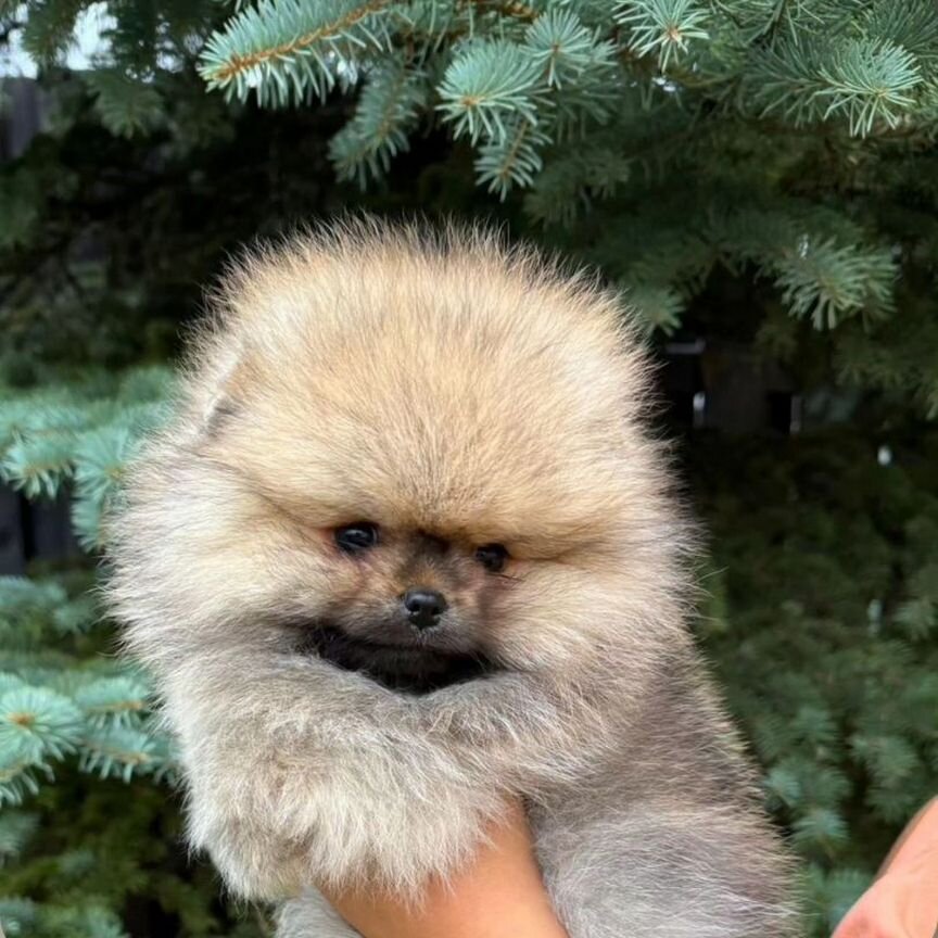 Померанский шпиц мини