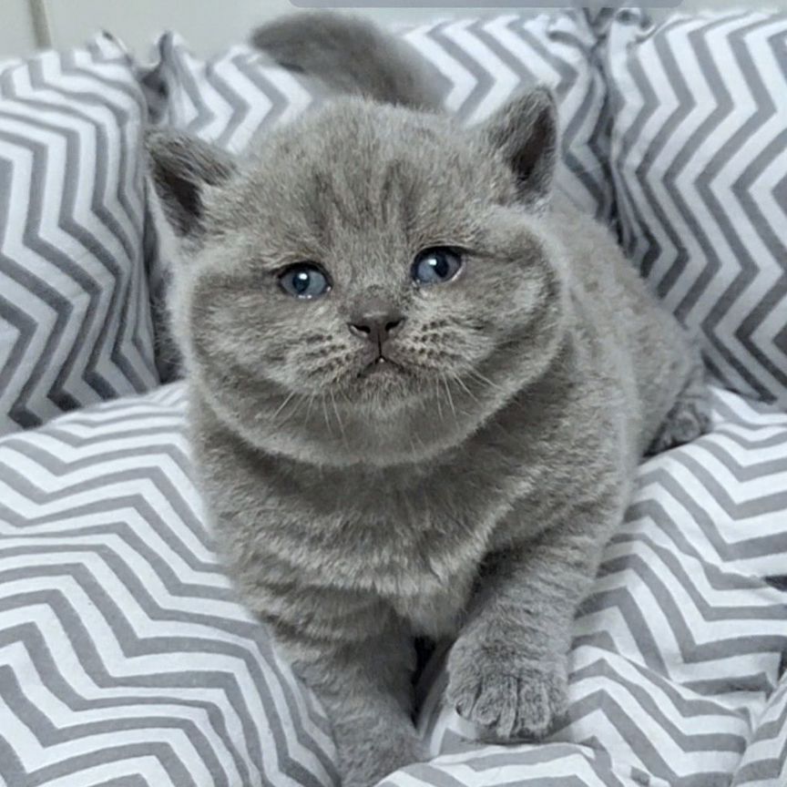 Британские котята