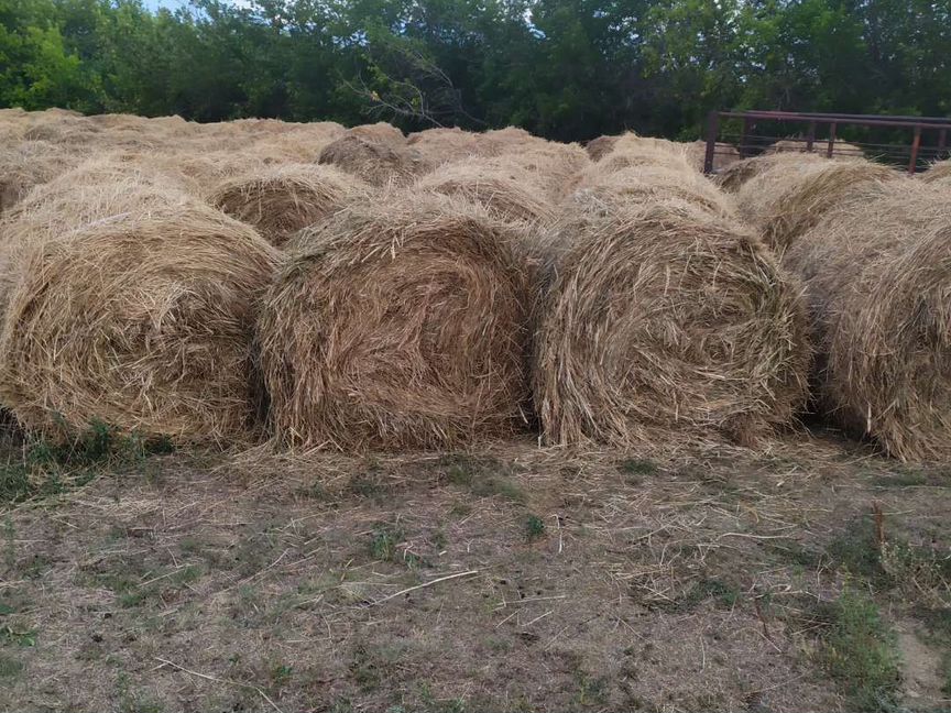 Продам Сено