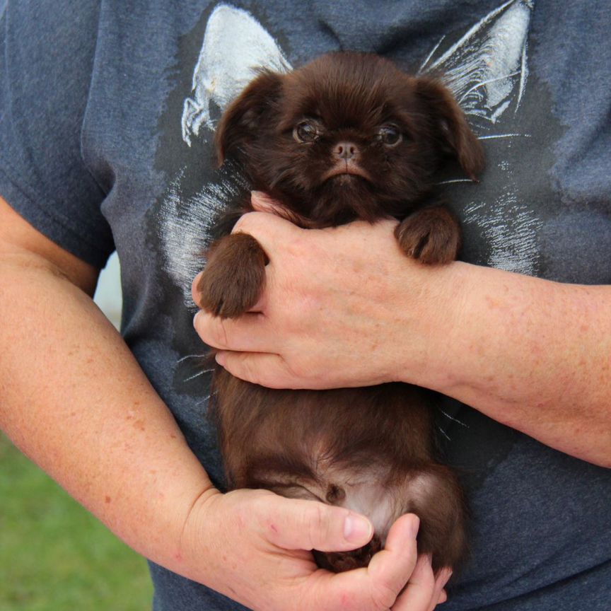 Шоколадный малыш гриффона