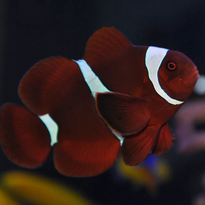 Рыбка клоун мавританский