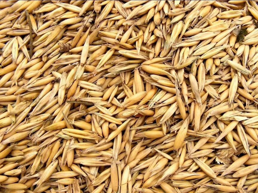 Соя, Кормовой горох на корм