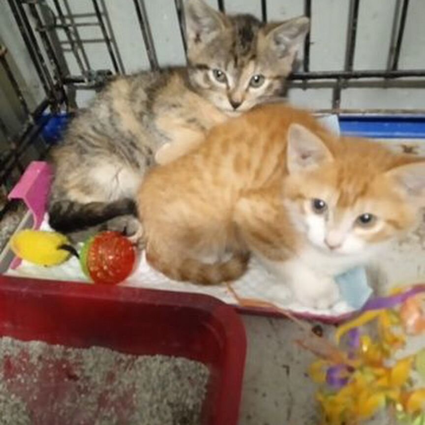 Котята в добрые руки -2 мес