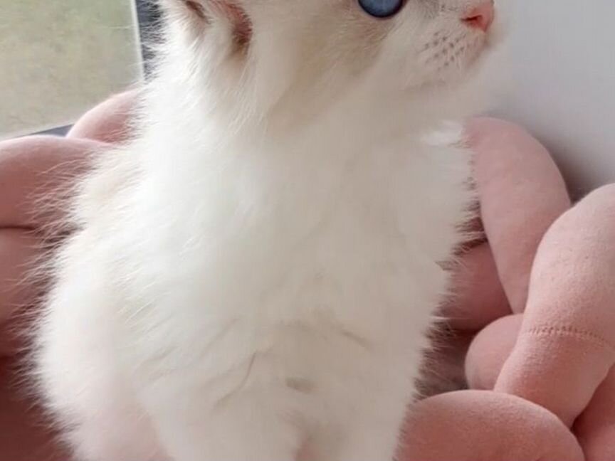 Котята рэгдолл
