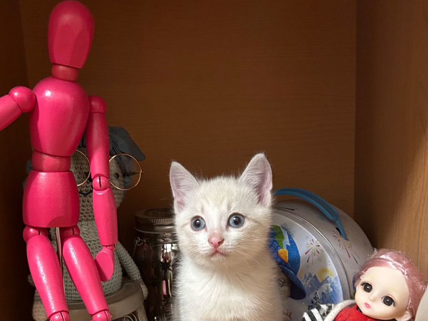 Котенок бесплатно