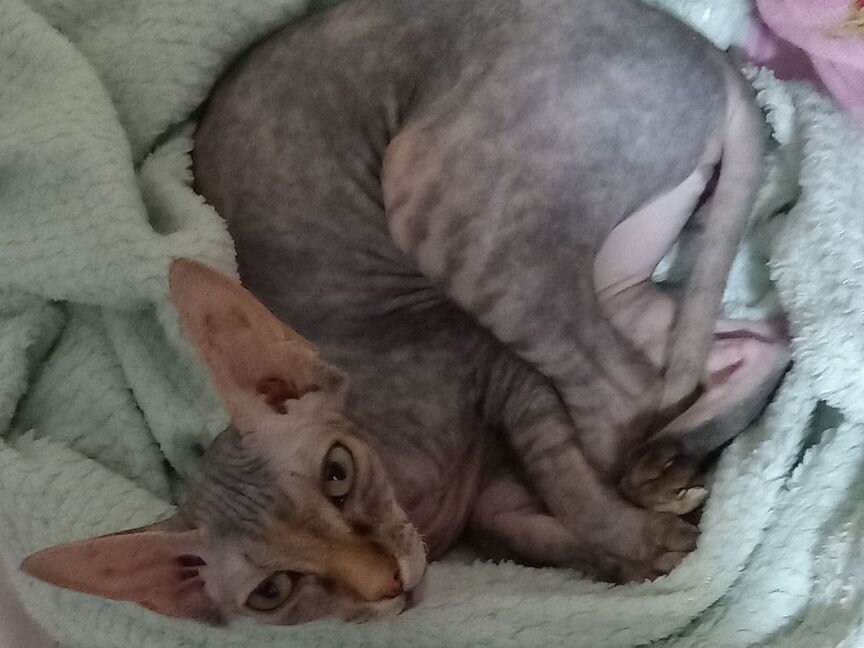 Донской сфинкс кошка