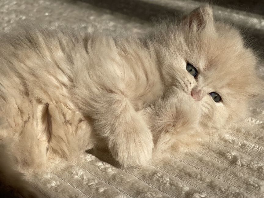 Сибирское чудо