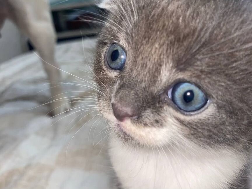 Британские котята