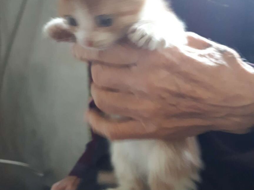 Кошка в дар