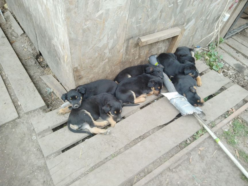 Кутята в добрые руки