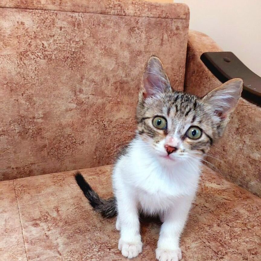 Супер игривый котенок Василиса в дар