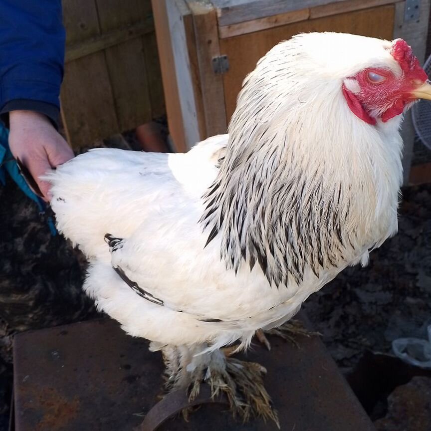 Петух породы Брама