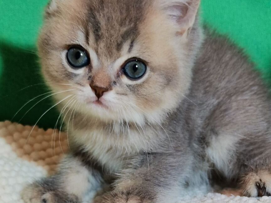 Голубое золото британцы