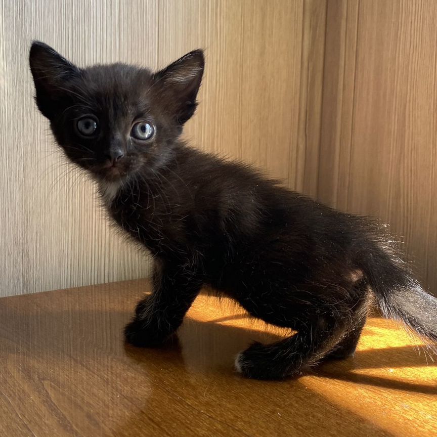 Котёнок в добрые руки