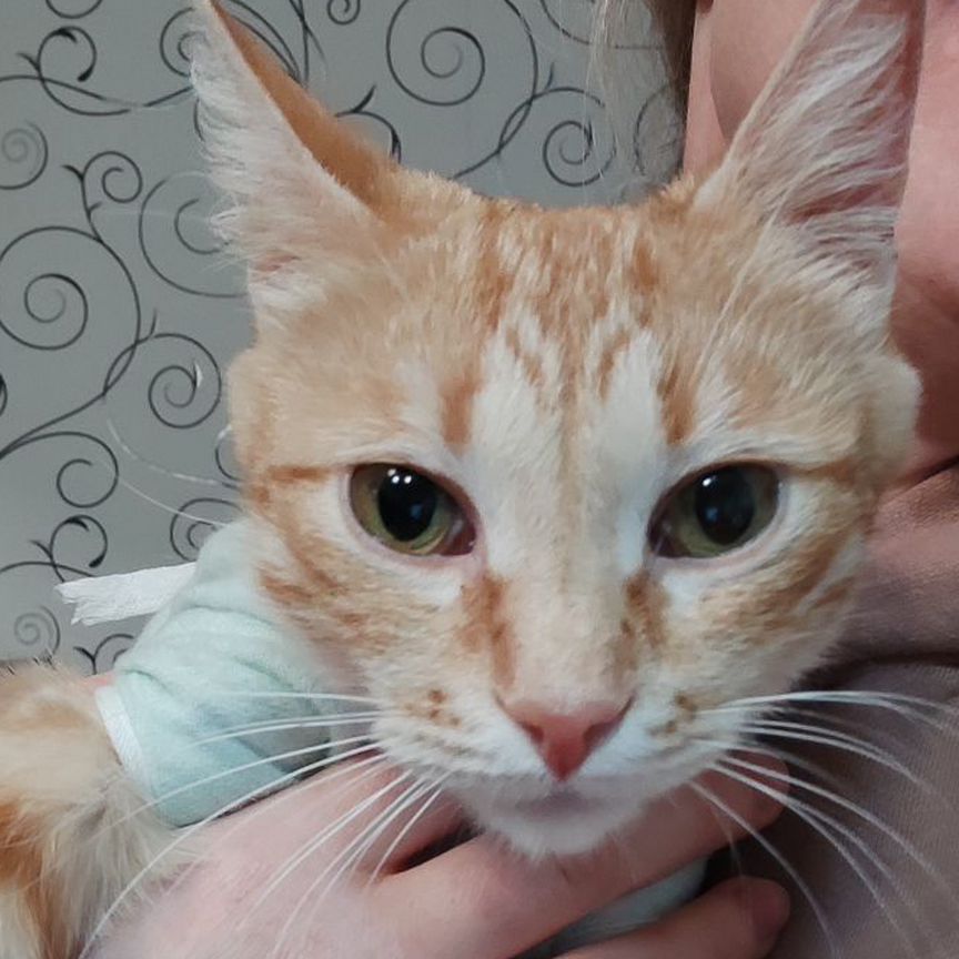 Кошечка в добрые руки