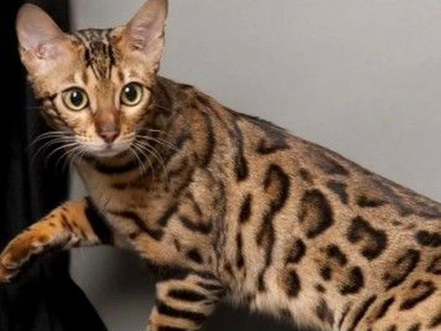 Бенгальская красотка