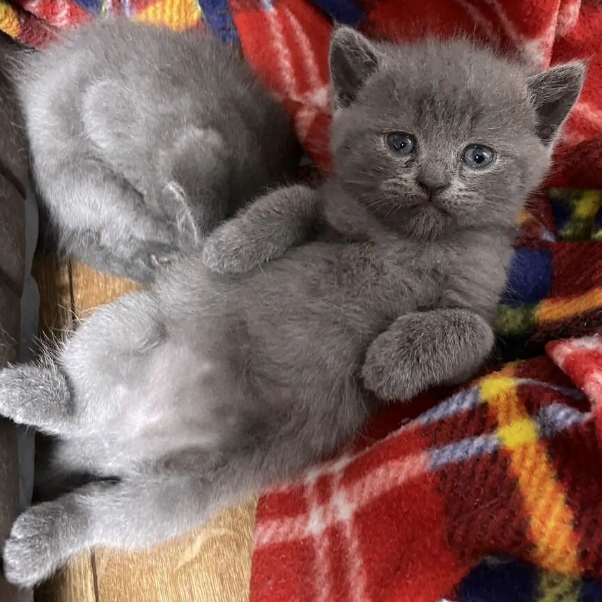 Британский длинношёрстный котёнок