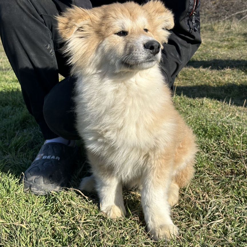 Щенок акита ину