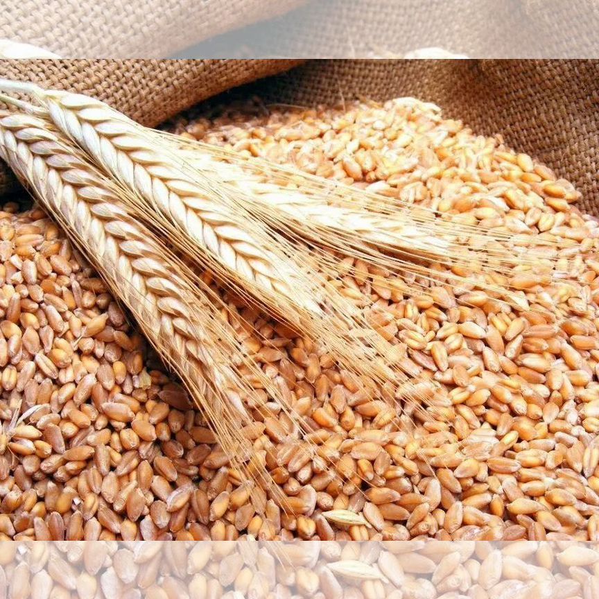 Зерно (пшеница, ячмень, овес)